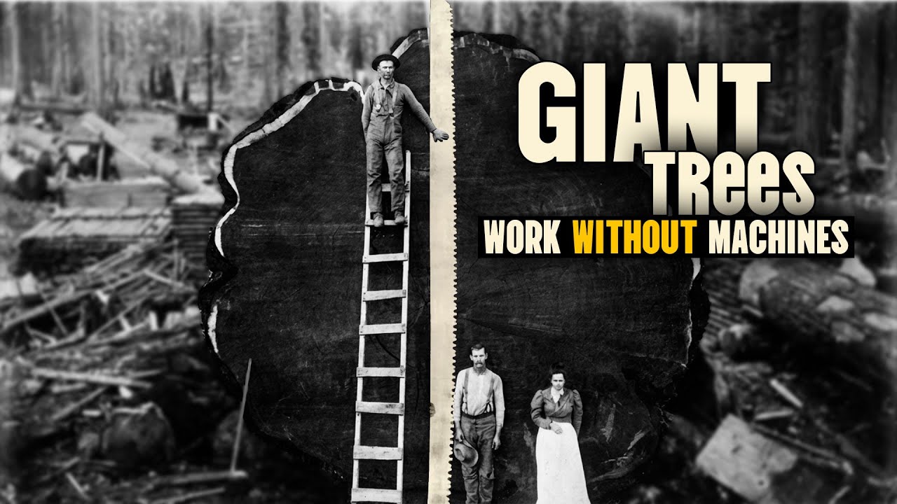 Millions of Giant Trees Cut With Hand Tools. The Reality Lumberjacks