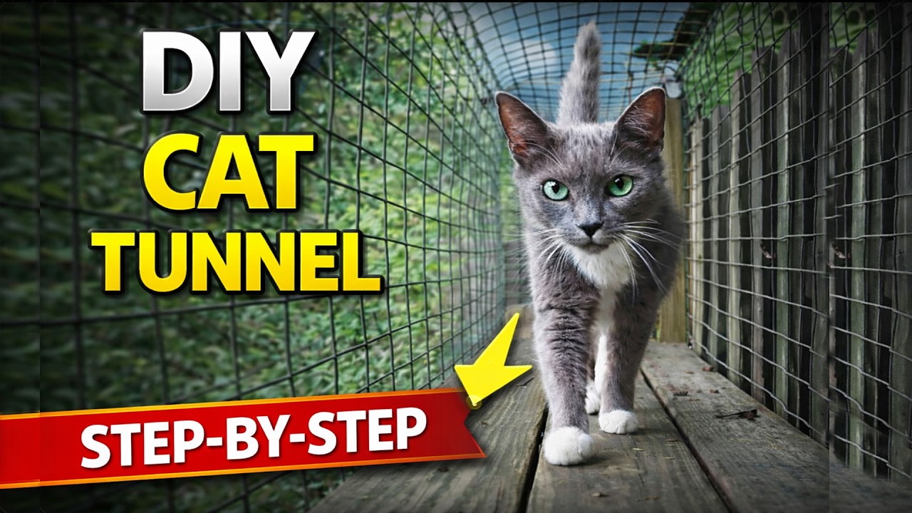 DIY CAT Enclosure: How to make Cat Walkways or Cat Tunnels. 🐱‍👓