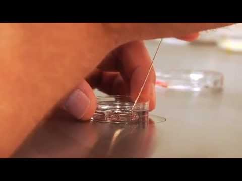 Single Embryo Transfer Texas - Houston Fertility Institute