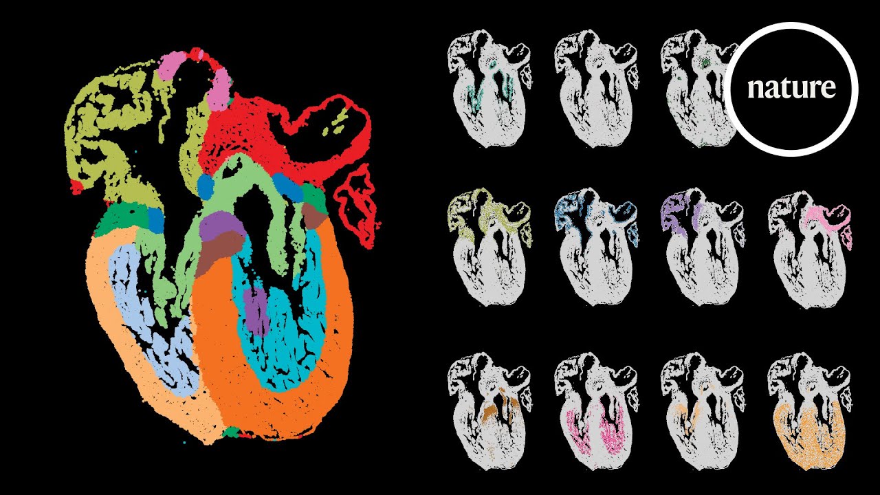 Building a heart atlas