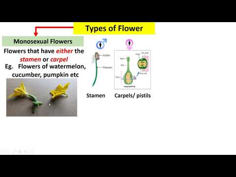 Monosexual and Bisexual Flowers
