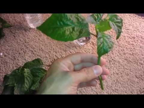 Clone Pepper Plants for Hydroponics