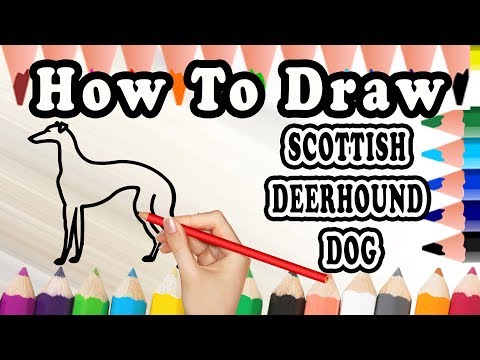 How To Draw A Scottish Deerhound DOG