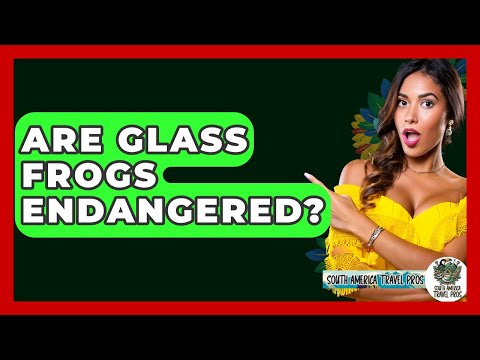 Are Glass Frogs Endangered? - South America Travel Pros