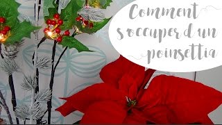Que faire si les feuilles du poinsettia s'enroulent sur elles-mêmes