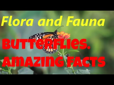 Flora and Fauna. 10 Amazing Facts About Butterflies. Ecotourism and Biodiversity. Natural Attraction