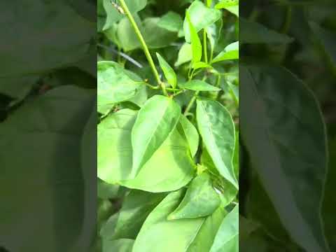 These red bugs are #leaffootednymphs. They suck juice & sap from plants. Here’s one way to handle.