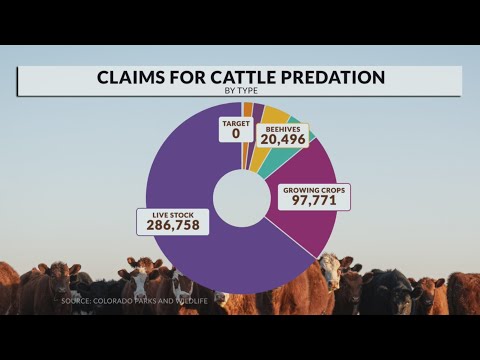 Wolf attacks add to thousands in annual livestock damage