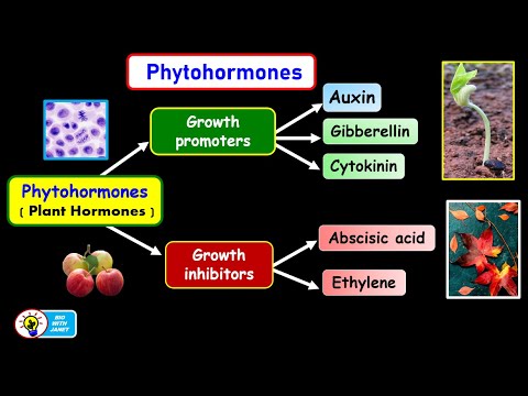 FORM 5 (5.2) PHYTOHORMONES & FUNCTIONS (auxin, gibberellin, cytokinin, ethylene, abscisic acid)
