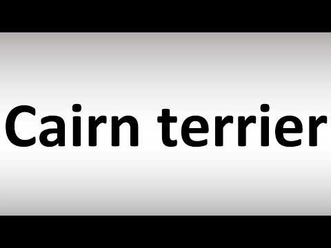 How to Pronounce Cairn terrier