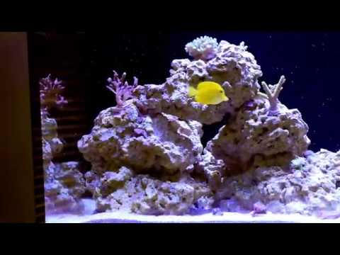 150g Reef Tank: Ep 13 - Just Enjoy the View! (Macro shots)