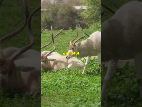 5 Wild Facts About the Addax You Never Knew!