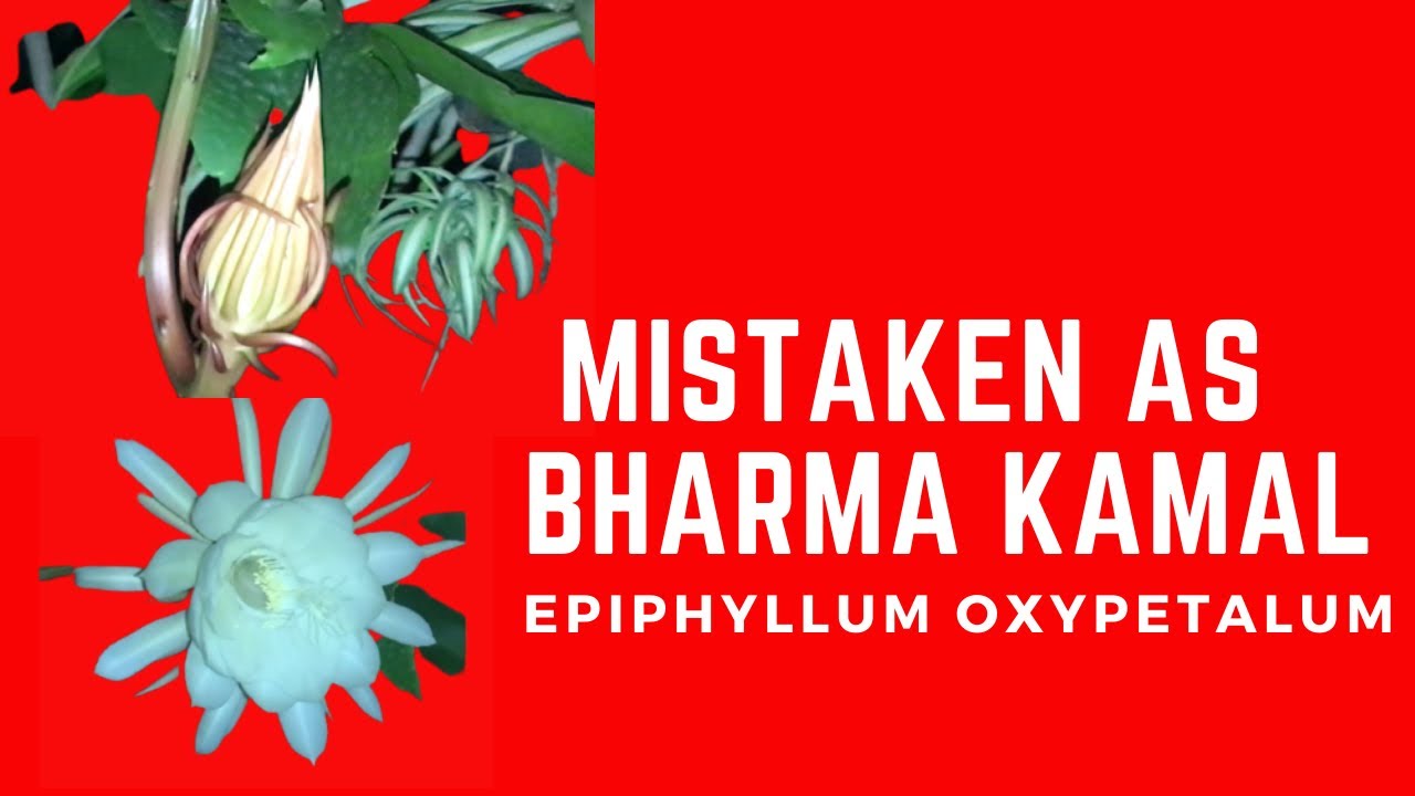 || EPIPHYLLUM OXYPETALUM CARE TIPS ||
