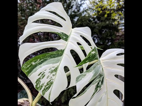 MONSTERA VARIETIES WITH THEIR NAMES | Simple Living