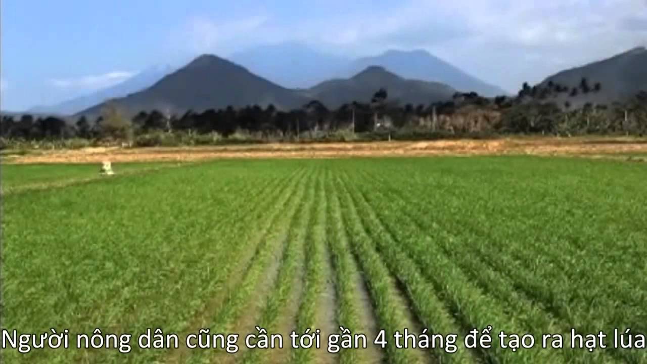 THE LOGISTICOM 2014: [ISE.UT - RH] Supply Chain Management of Rice (in South Viet Nam)