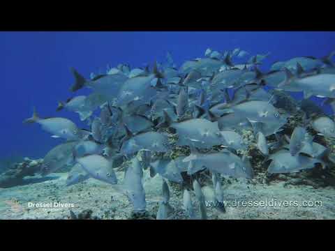 Cozumel Diving With Dressel Divers Early August 2019