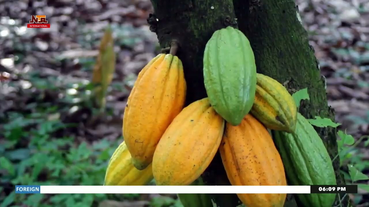 President Tinubu's Agriculture Intervention(Food Security) | 27 December 2025