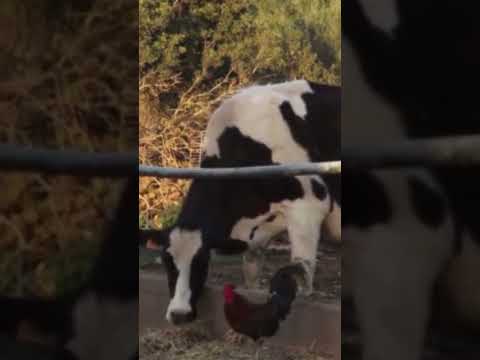 Mixed Farming livestock and crops on a single farm #Shorts