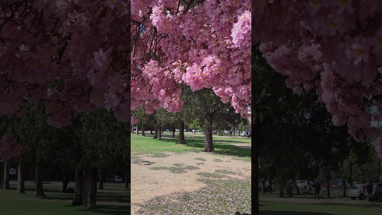 🌸 Pink Trumpet Tree in Full Bloom | Nature’s Soft Symphony #nature #flowers  #bloomingbeauty