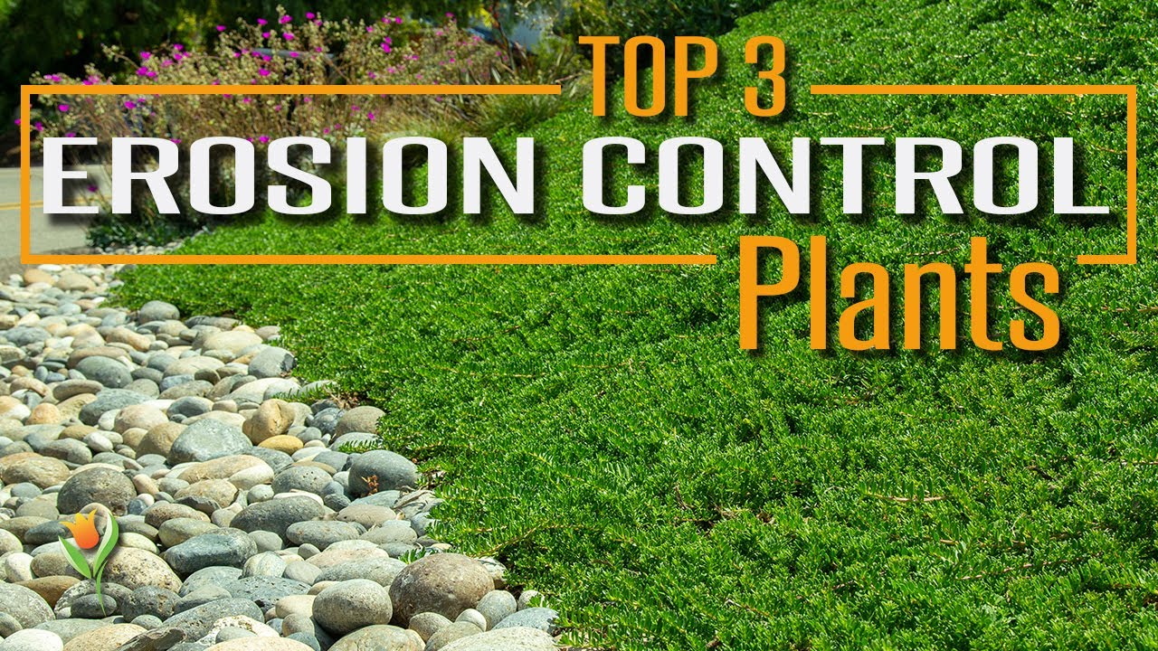 Use These Plants on your Slope to Prevent Erosion, Stabilize Soil, and look AMAZING!