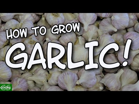 How to Grow Garlic in Pots at Home