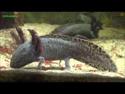 Promiscuous salamander reproduction research | Dear Kitty. Some blog