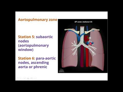 Anatomy of mediastinum