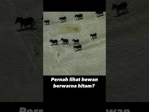 kuda zebra warna hitam? bayangan #hewan #kuda #zebra #shortvideo