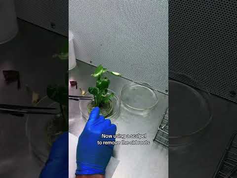 Ever curious about plant tissue culture, particularly with the Thai Constellation Monstera?
