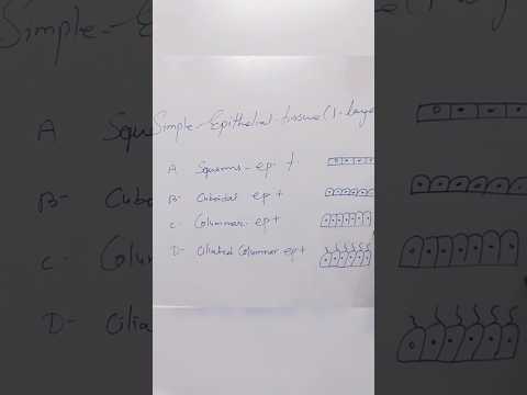 #epithelialtissue#anatomy What is the and function of epithelial tissue?#Where is epithelial,
