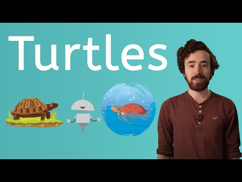 Tell Me About Turtles