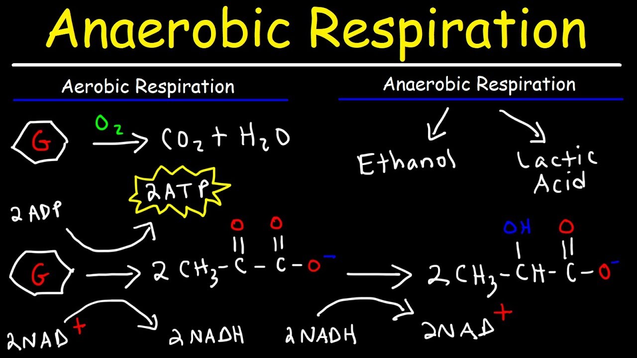Aerobic vs Anaerobic Respiration - Lactic Acid and Ethanol Fermentation