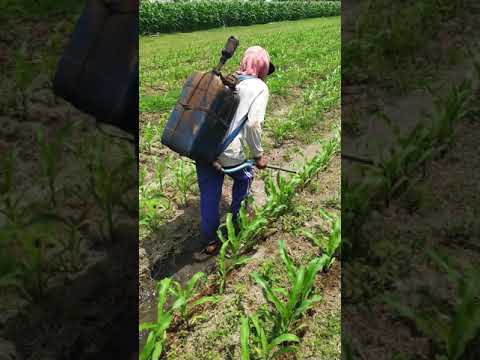 pemupukan pertama tanaman jagung usia 21 hari || mengunakan pupuk cair tetes tebu #Shorts