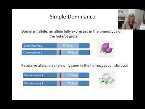 Genes and Alleles