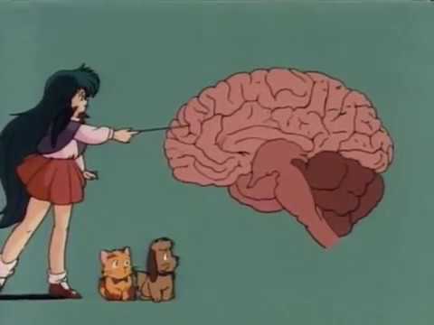 Dream Hunter Rem - An Explanation of Sleep and Dreams