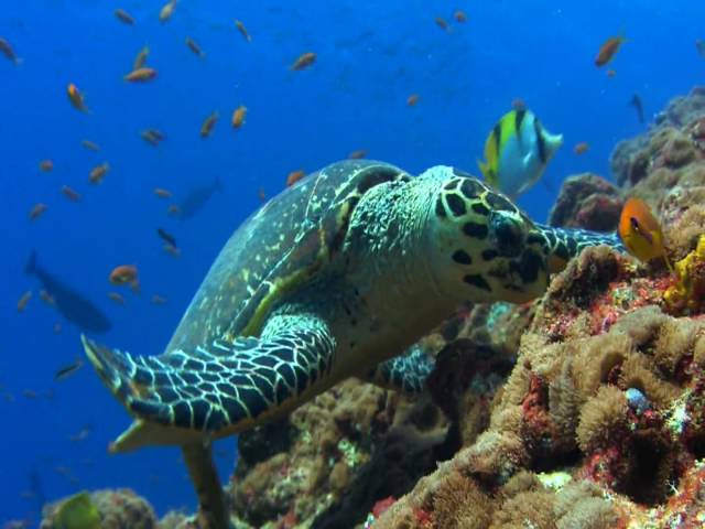 MagPrime Pro – Just another WordPress site