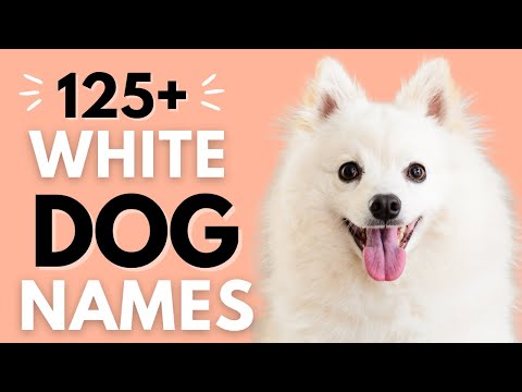 125+ White Dog Names with Meaning | Best Male and Female White Dog Names