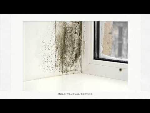 Mold Removal Lorrey Village Mentor OH 44060 Serving Lake County Ohio