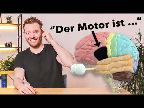 Anatomie: Die 3 besten Merksprüche fürs Gehirn