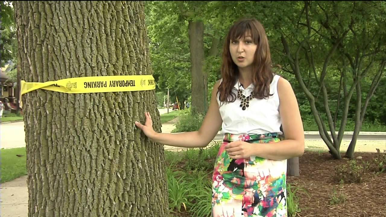 Adopt-a-tree program aims to cut EAB losses