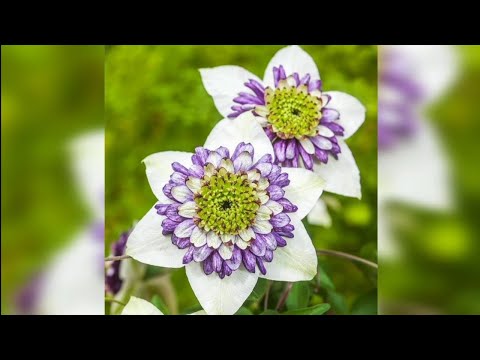 🔴 Flowers Images HD 💙💛💚❤🌹🌻🌼🌸 #shorts #flower #viral #photo
