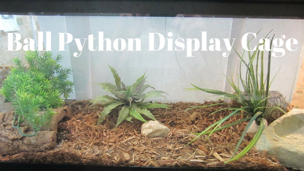 Ball Python Display Cage (Setting Up) - Benjamin's Exotics