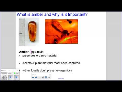5.1 Evidence for Evolution Part 1 - The Fossil Record