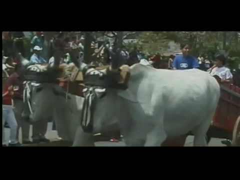Oxherding and Oxcart Traditions in Costa Rica