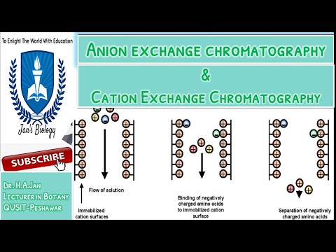 Anion exchange chromatography and Cation exchange chromatography
