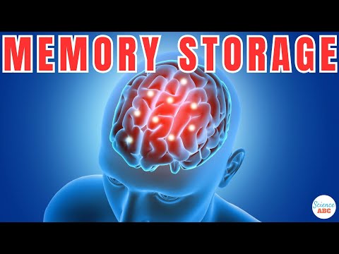 How Does The Brain Store and Retrieve Memories?