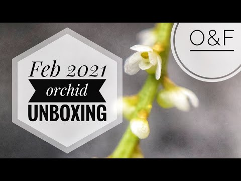 Microcoelia exilis – Orchids & Fynbos