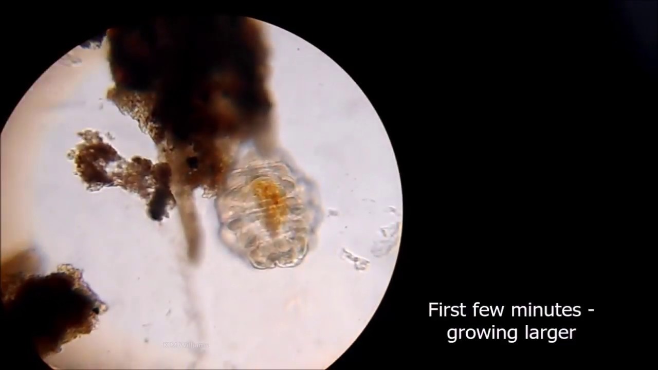 Dormant Tardigrade (Tun) Revived