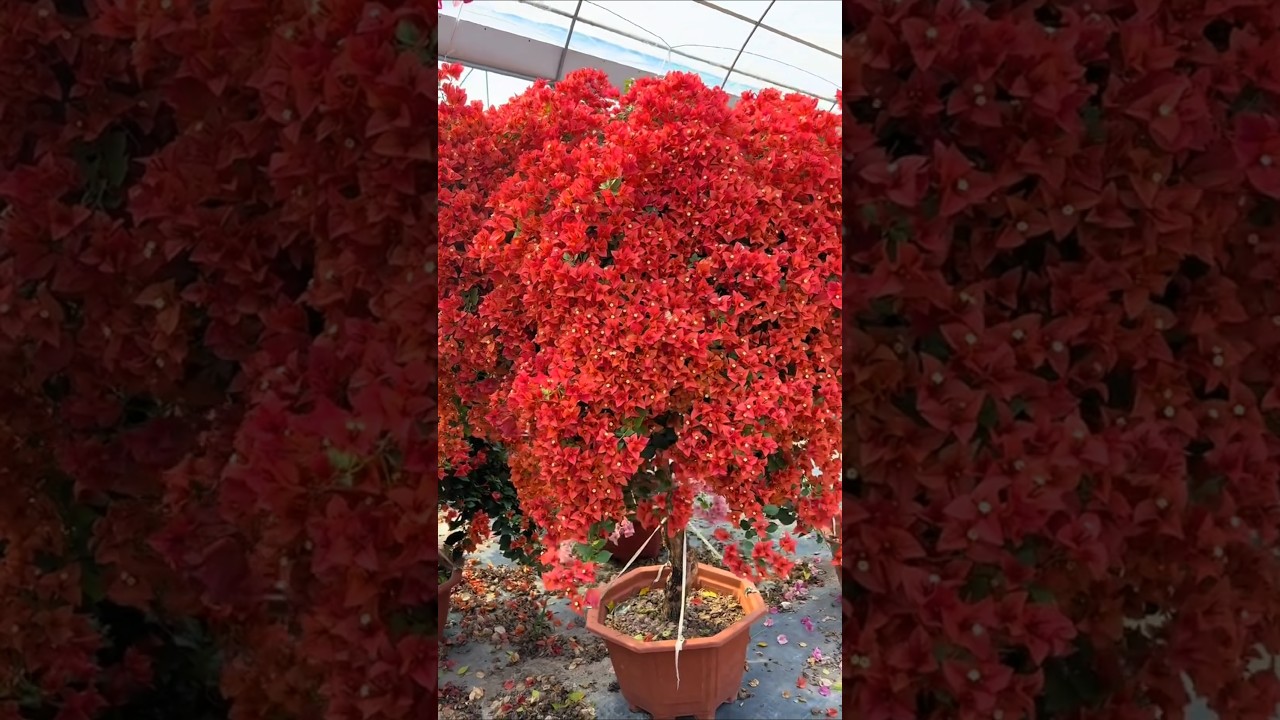Bougainvillea Flowers Bloom / Rare Collection / Tips and tricks how to grow bougainvillea / grafted