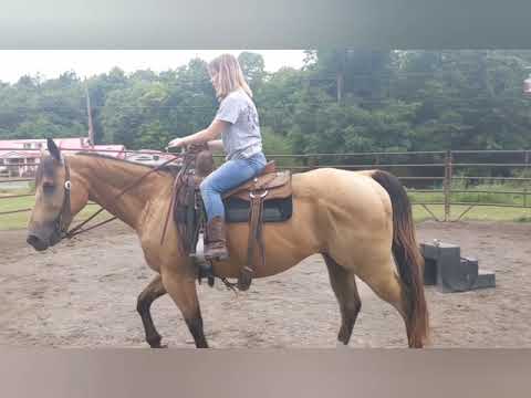 Super Broke Buckskin Gelding...Echo